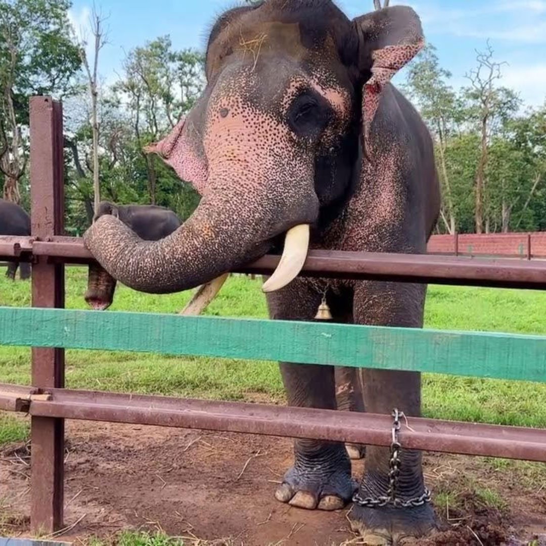 Sightseeing - Papillon Paradise - Coorg