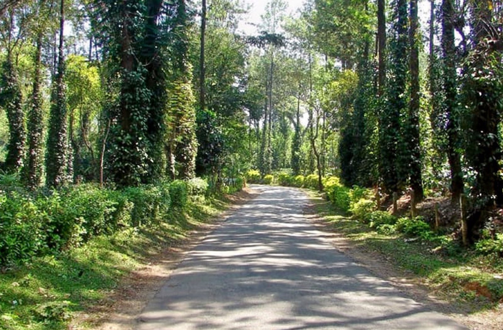 Gallery - Papillon Paradise - Coorg